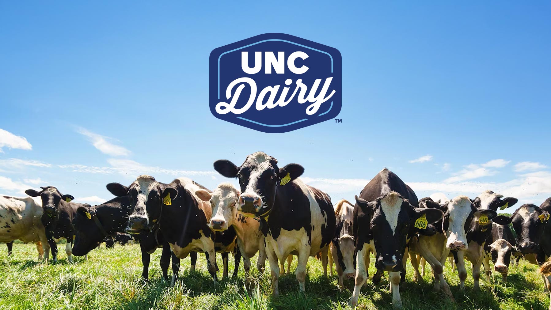 A new logo for UNC Dairy. | Crowley Webb
